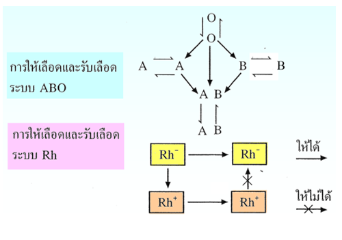 ระบบหมุนเวียนเลือด